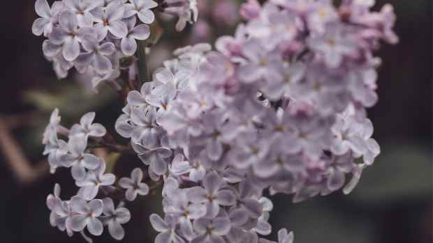 How to Remove a Shrub or Bush From Your Yard - Dengarden