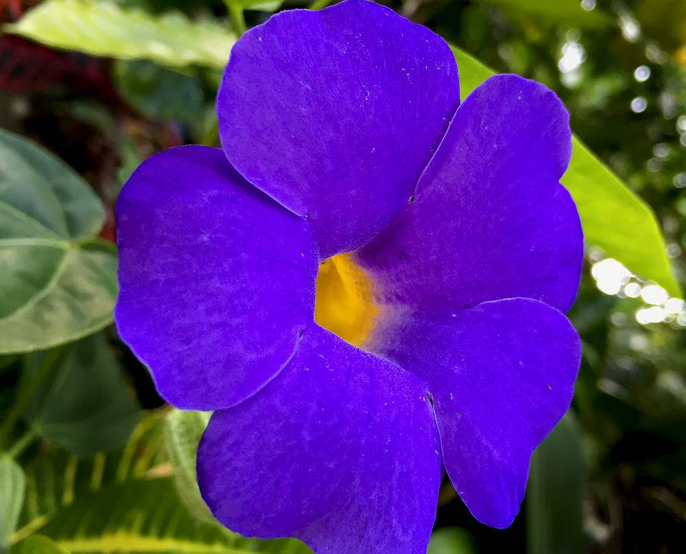14 Easy-to-Grow Fragrant Tropical Flowers - Dengarden