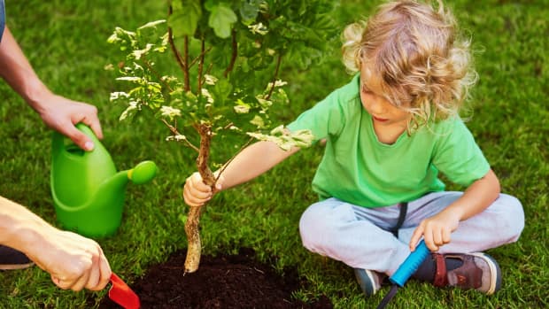 Growing and Caring for Palmetto Trees - Dengarden