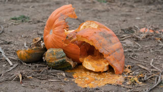 Gardener Shares Trick for Turning One Rosemary Plant Into 100 - Dengarden