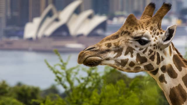 Unique Capybara Hotel in Japan Takes Cute to a New Level - Dengarden