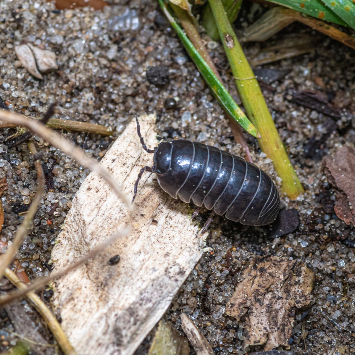 Roly Poly Bugs Eat What