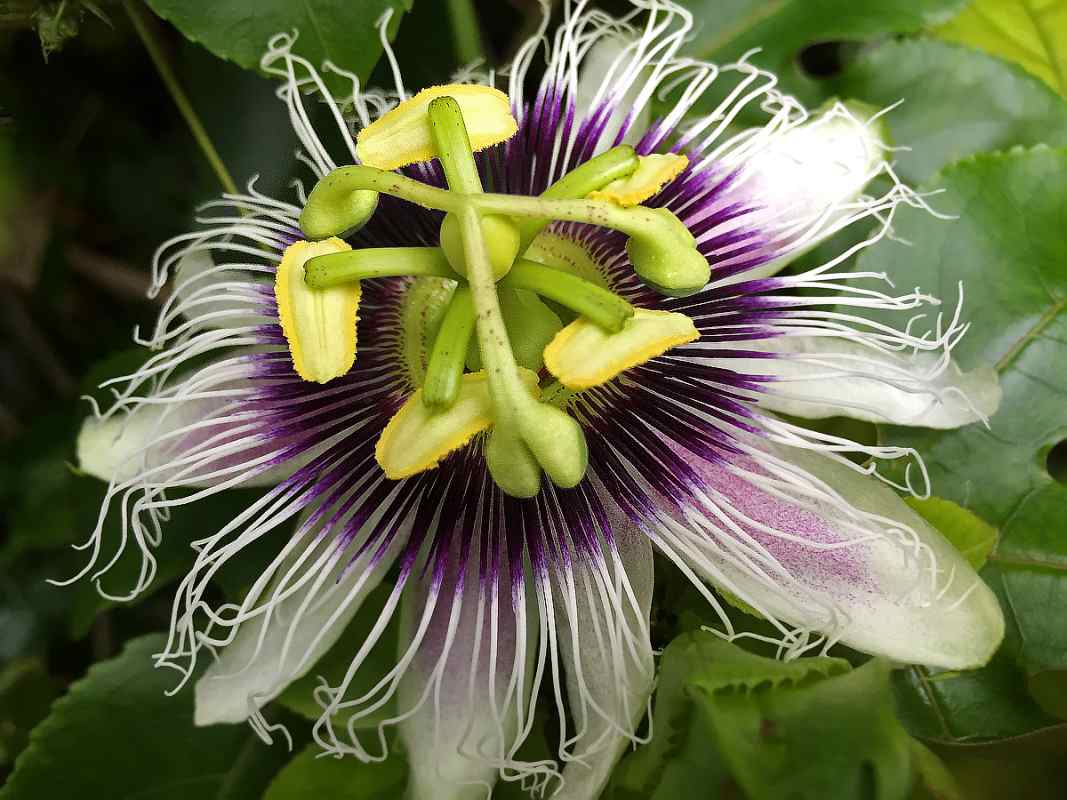 A Tropical Taste of Hawaii: Yellow Passion Fruit Liliko'i - Dengarden