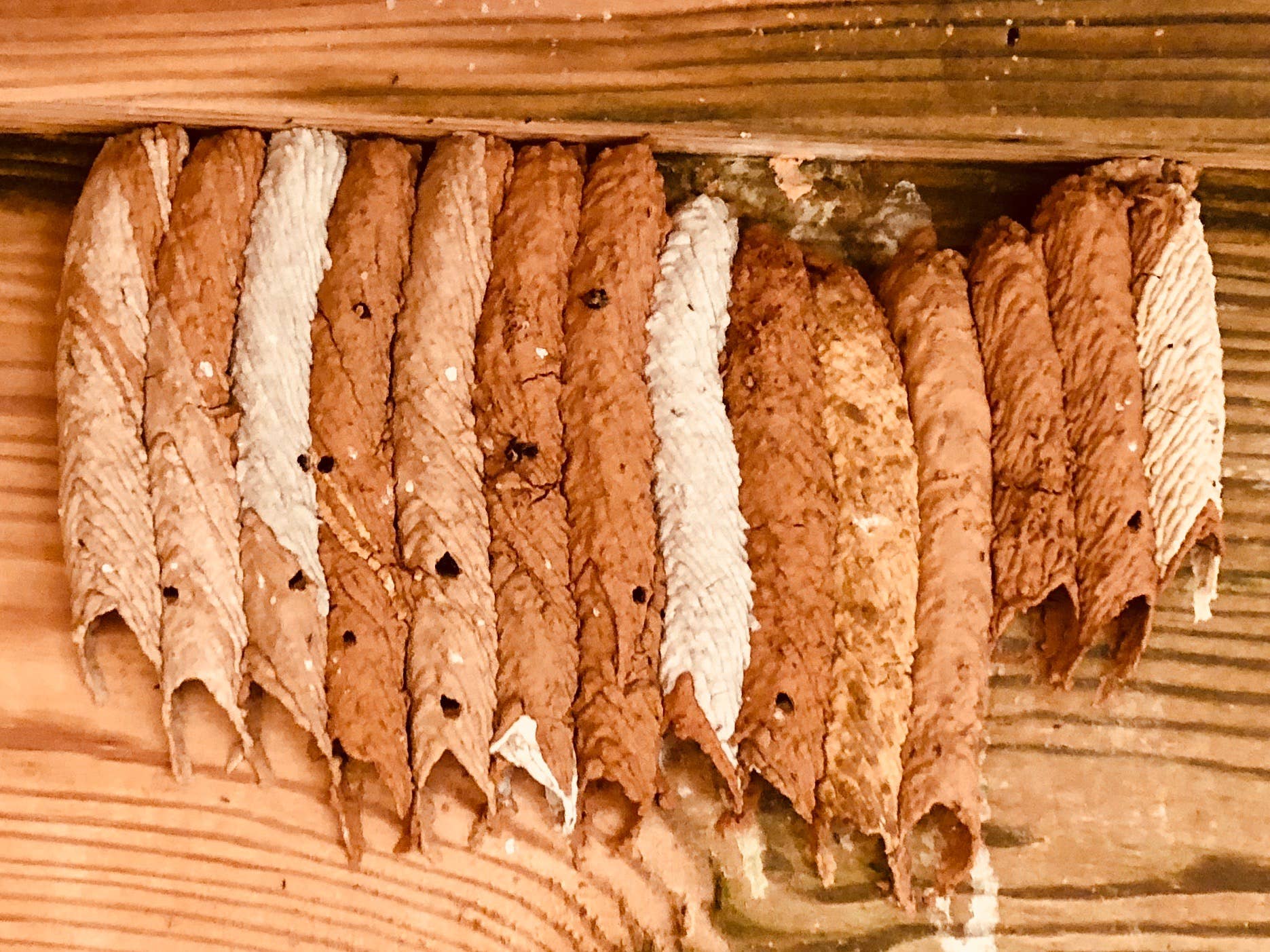 How to Get Rid of Mud Dauber Wasps and Their Nests - Dengarden