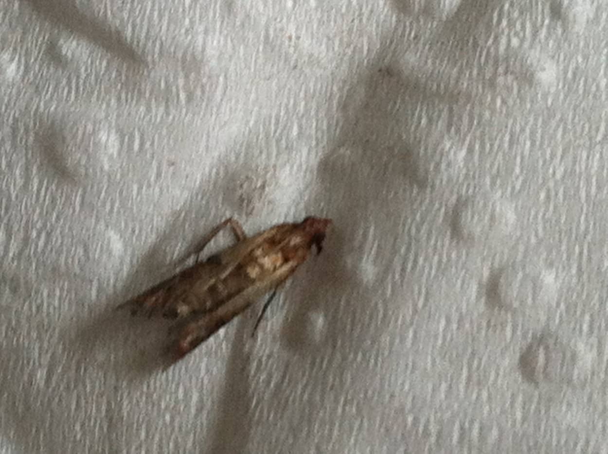 How to Get Rid of Pantry Moths in Your House for Good - Dengarden