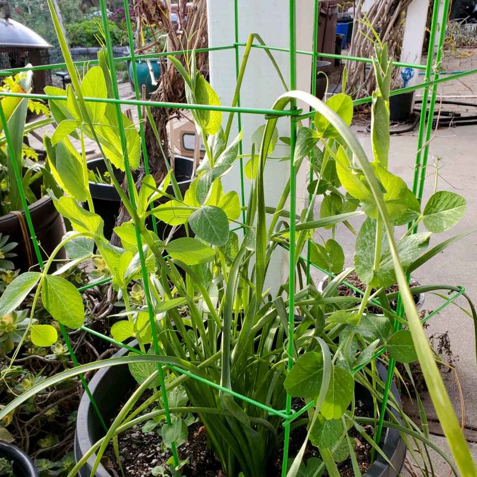 DIY Pea Trellis: How to Build a Simple Pea Trellis in Your Garden ...