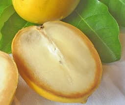 Tropical Taste of Hawaii: The Amazing Abiu Fruit - Dengarden