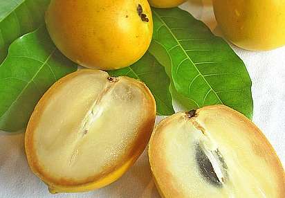 Tropical Taste of Hawaii: The Amazing Abiu Fruit - Dengarden