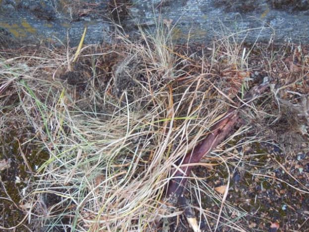 How to Plant and Cultivate Saffron Bulbs at Home - Dengarden