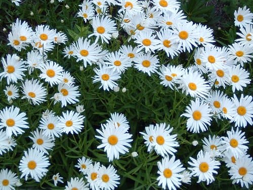 Five Common Types of Daisies - Dengarden