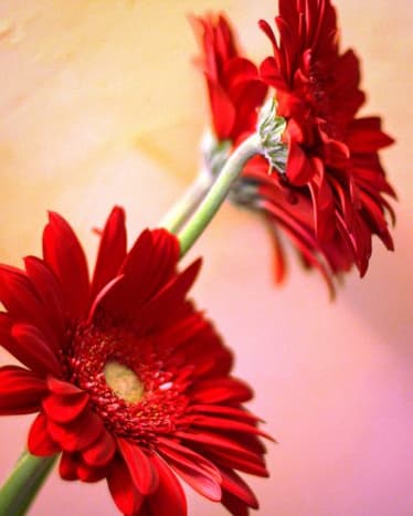 Five Common Types of Daisies - Dengarden