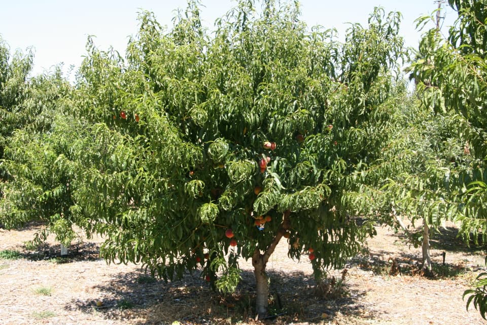 39 Small Trees (Under 30 Feet) for a Small Yard or Garden - Dengarden