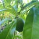 Tropical Taste of Hawaii: The Amazing Abiu Fruit - Dengarden