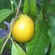 Tropical Taste of Hawaii: The Amazing Abiu Fruit - Dengarden