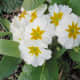 Primulas and Primroses: Facts About Beautiful Spring Flowers - Dengarden