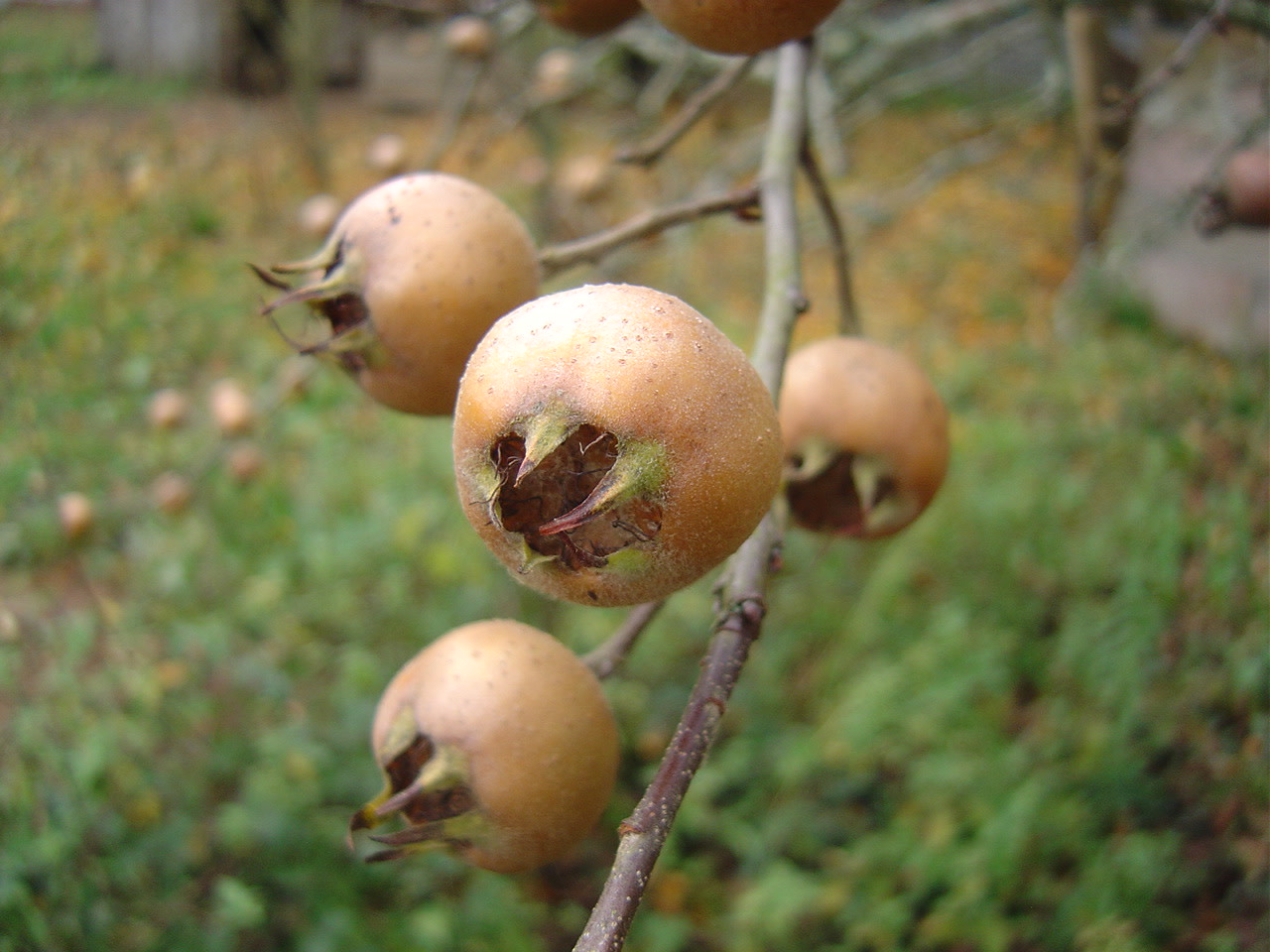 How to Plant and Grow Medlars