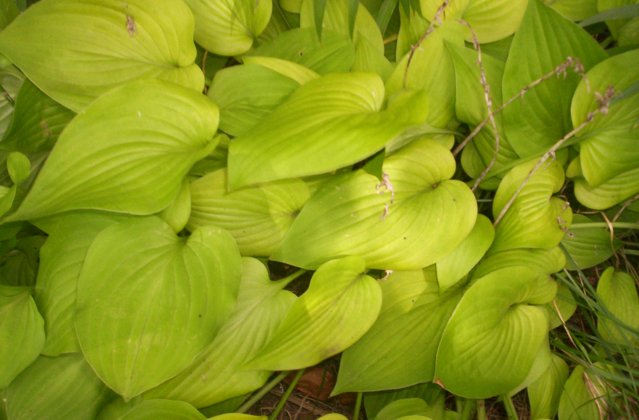 How to Plant and Grow Hostas
