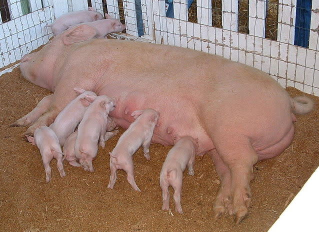 Types of Hog Pens: Pigpens From Farrowing to Finishing