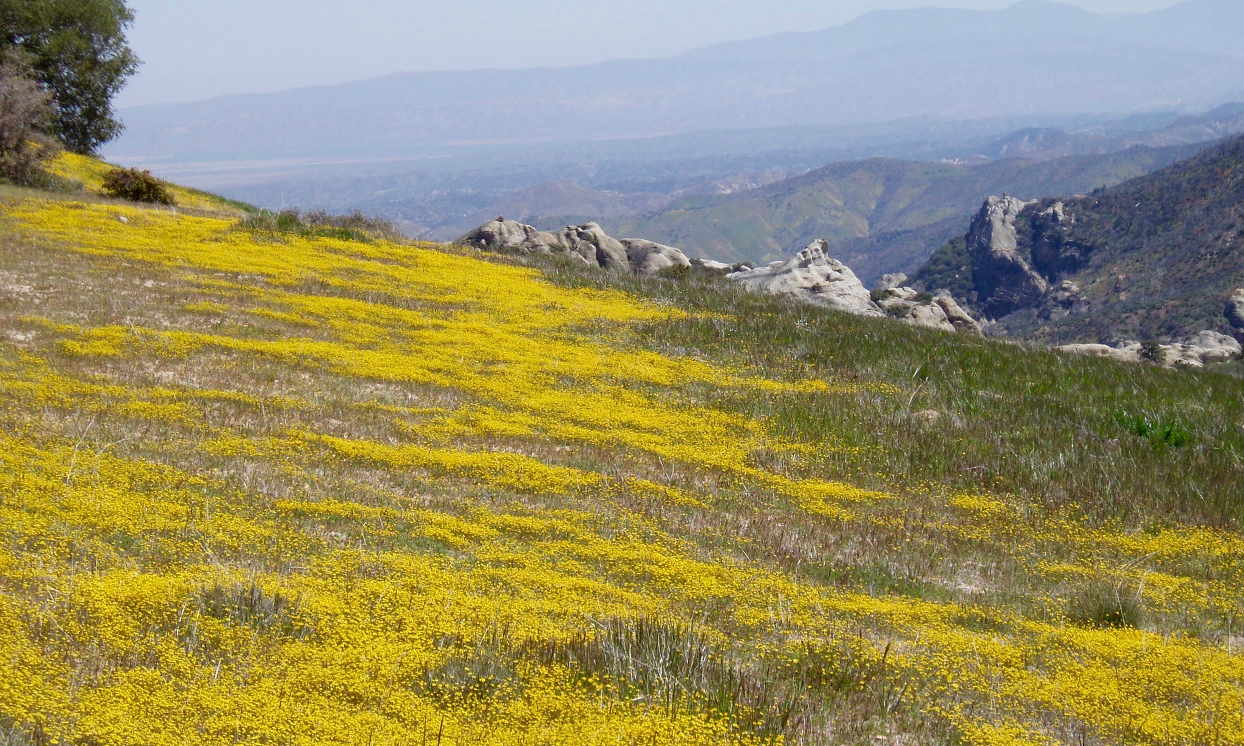 Design Principles That Make Your Landscape Attractive