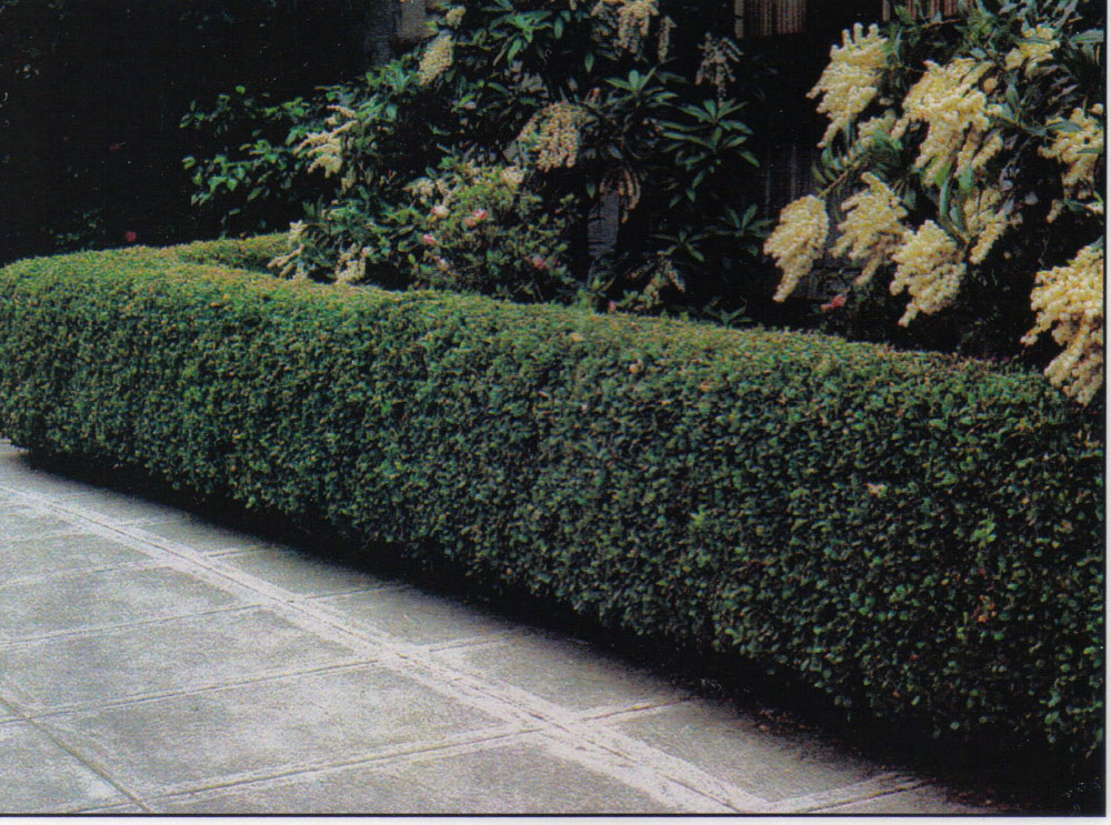 How to Care for a Peking Cotoneaster Hedge