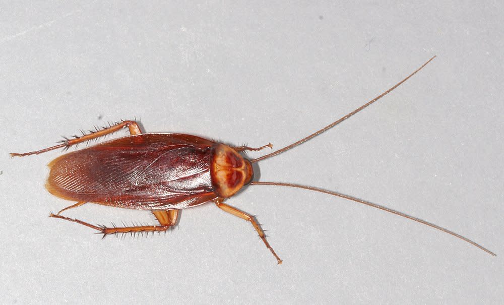 10 Ways to Keep Roaches Out of the House