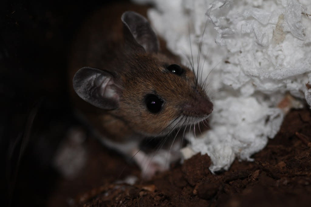 Are There Mice in Your Attic or HVAC System?