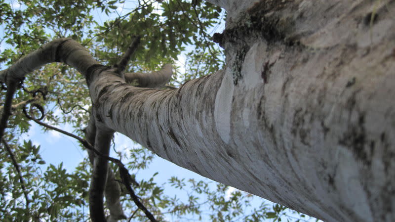 Australian Native Plant Profile: Soap Tree (Alphitonia Excelsa)