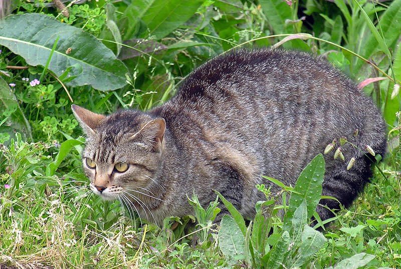 Keep Cats Out of Your Yard With Natural and Humane Deterrents