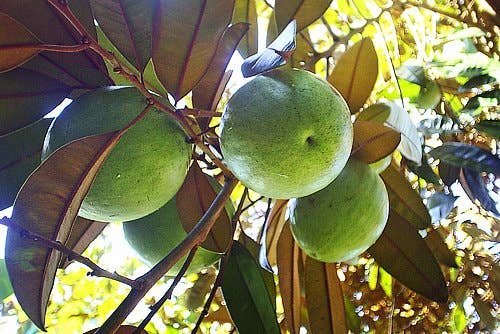 Tropical Taste of Hawaii: The Starry Star Apple