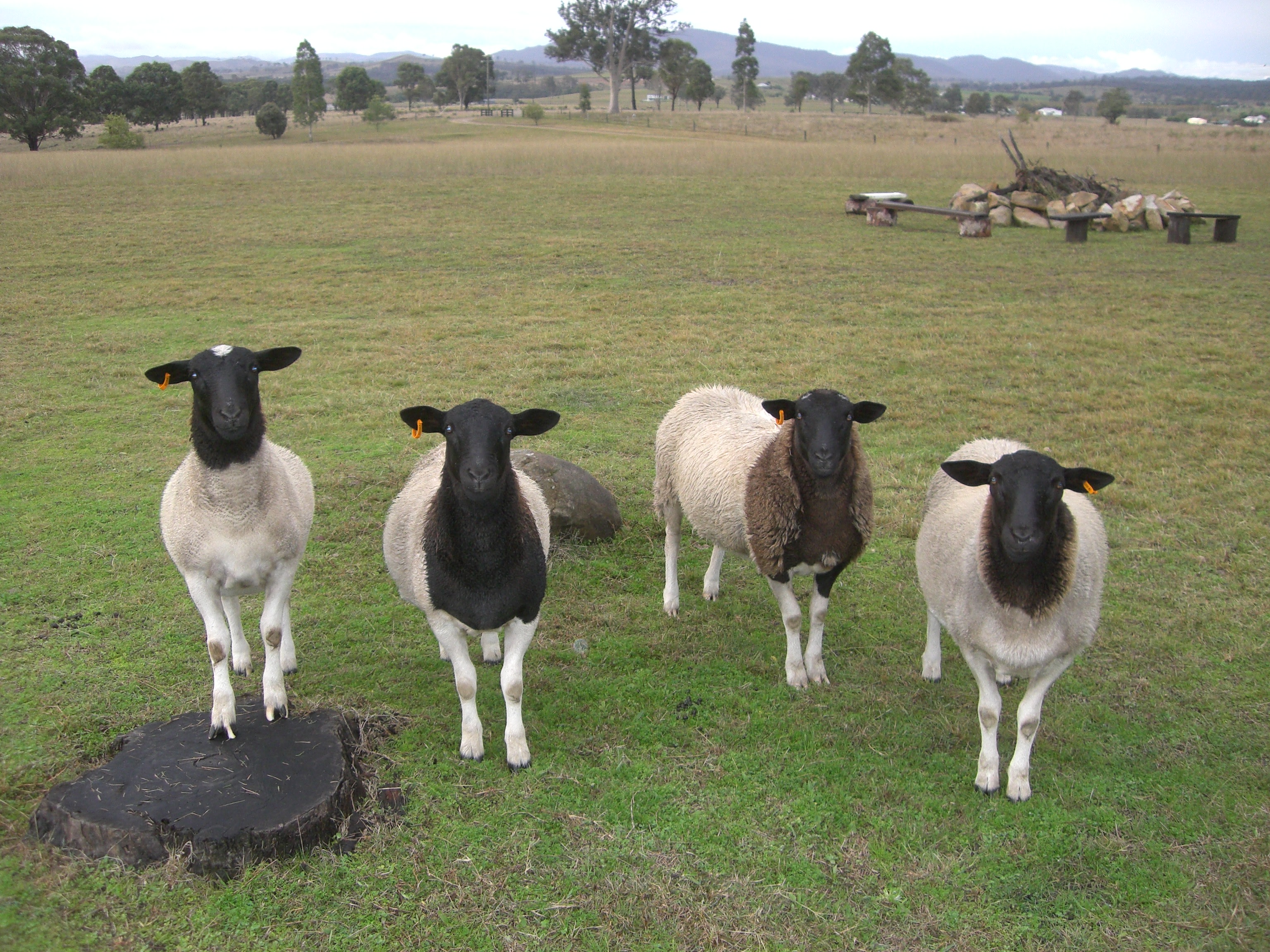 The Black Headed Dorper Sheep