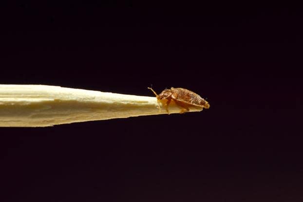 6 Effective Treatments to Get Bed Bugs Out of Your Car