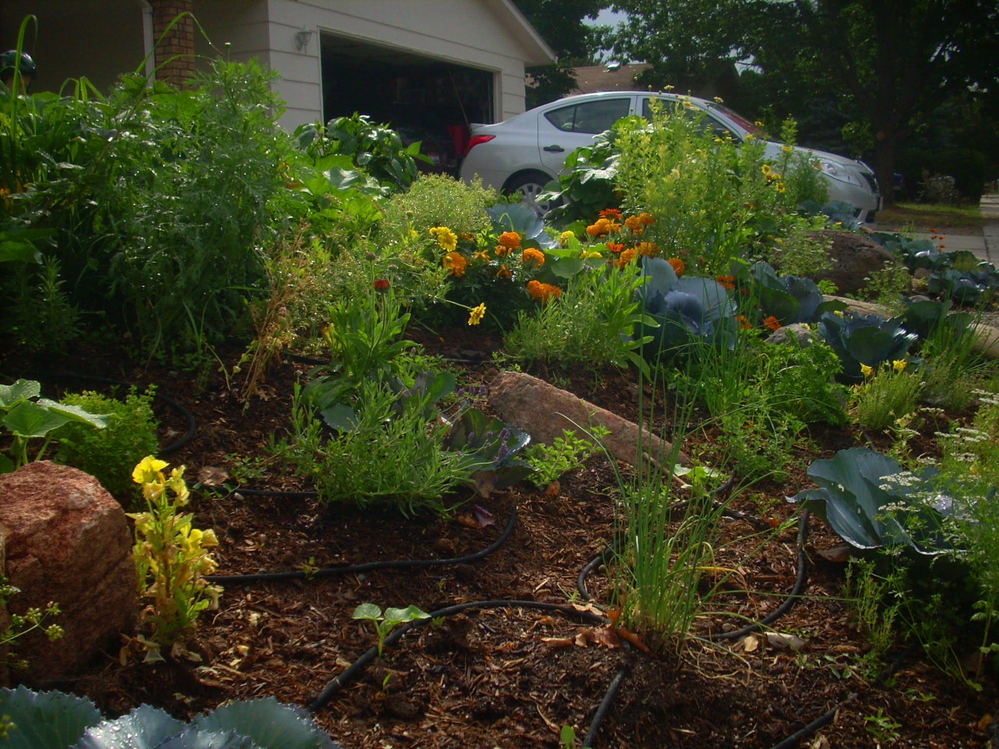 Edible Landscaping in the Front Yard