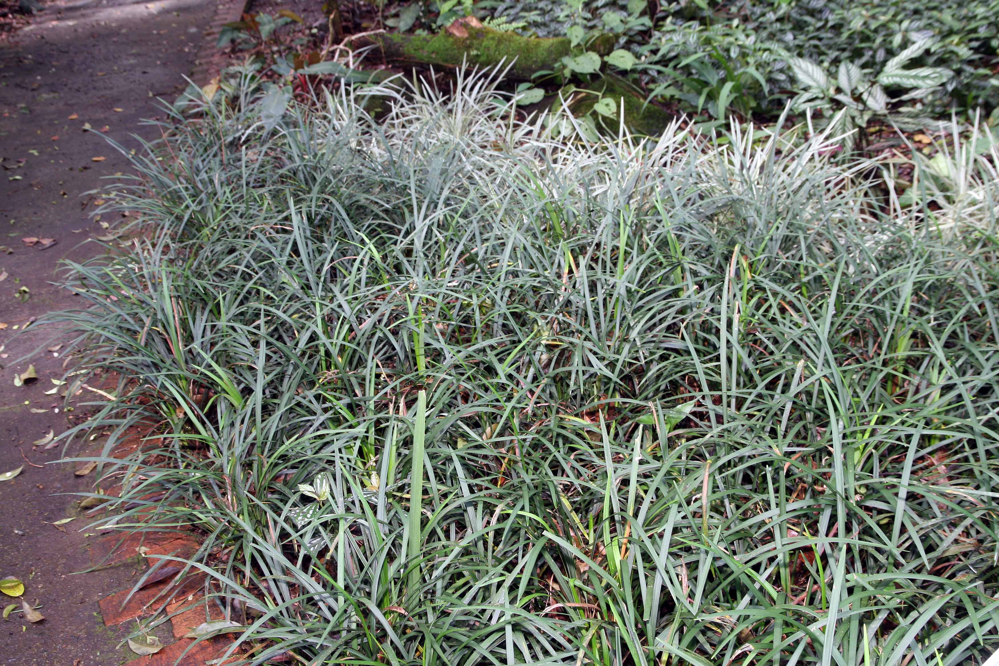 How to Care for Monkey Grass