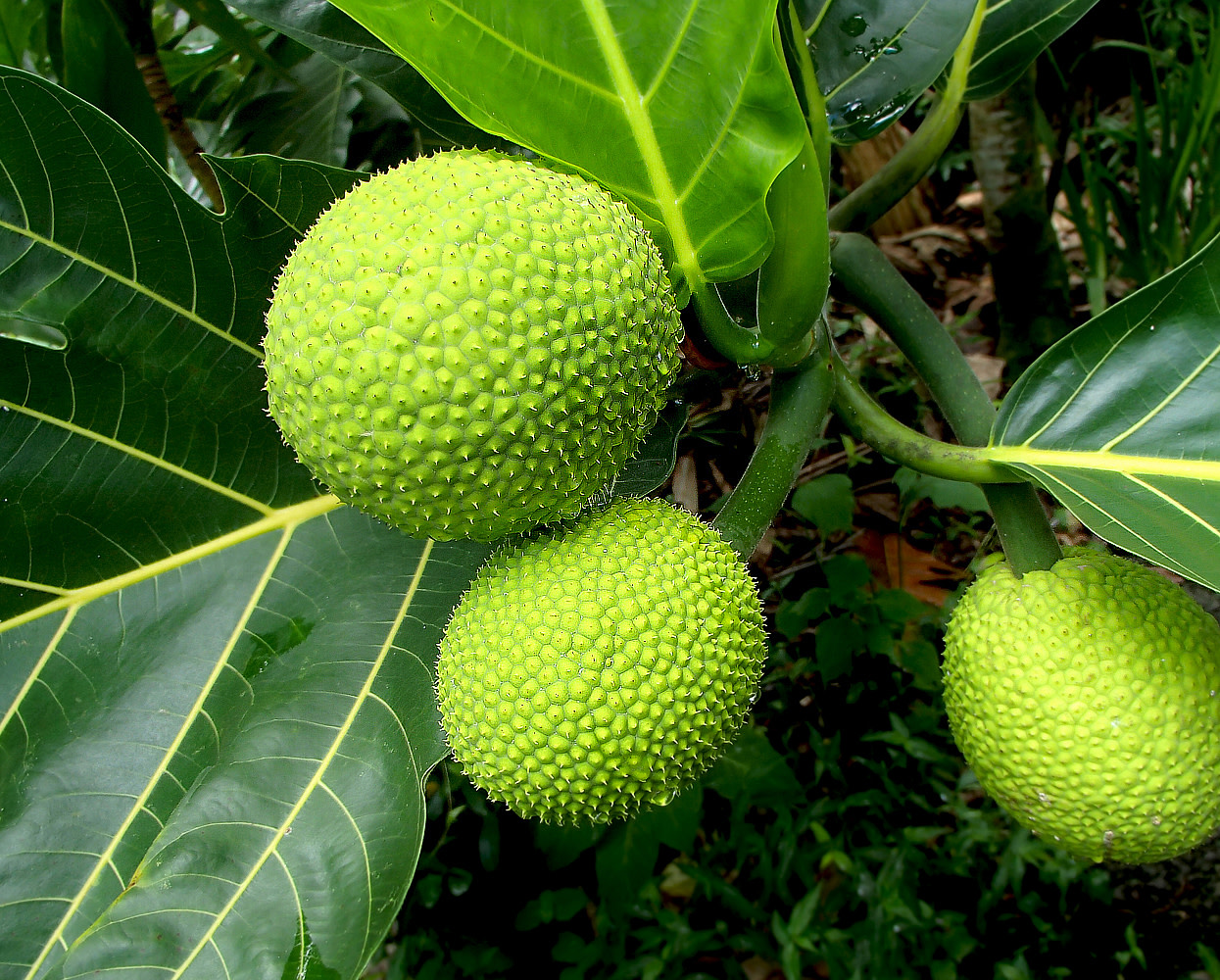 'Ulu Breadfruit: Facts and Culinary Uses