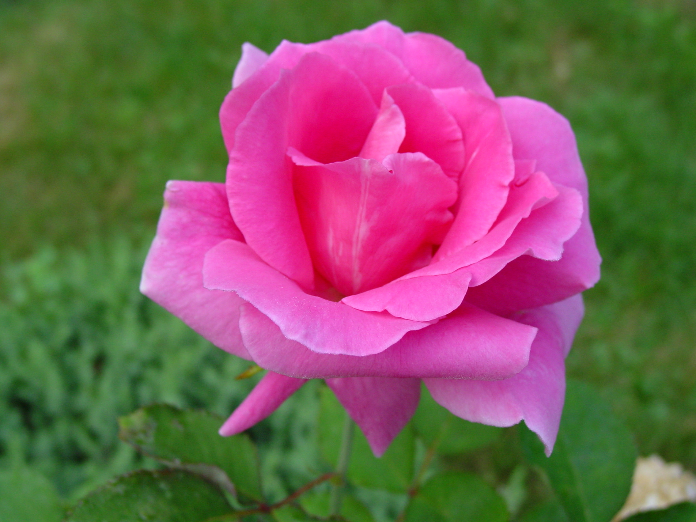 How to Plant and Prune Rose Bushes (With a Photo Gallery)
