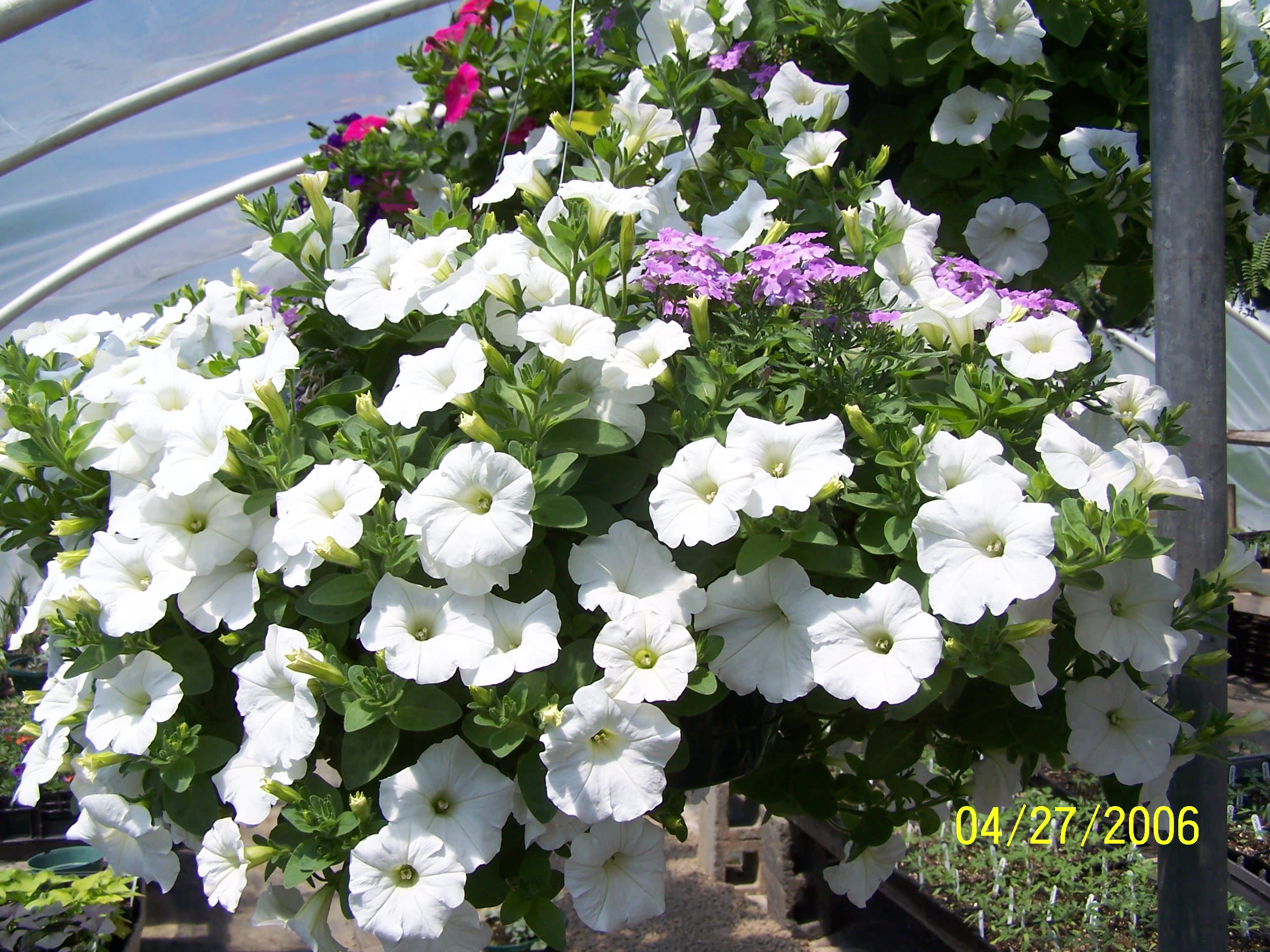 The Gardener's Companion: How to Grow Wave Petunias