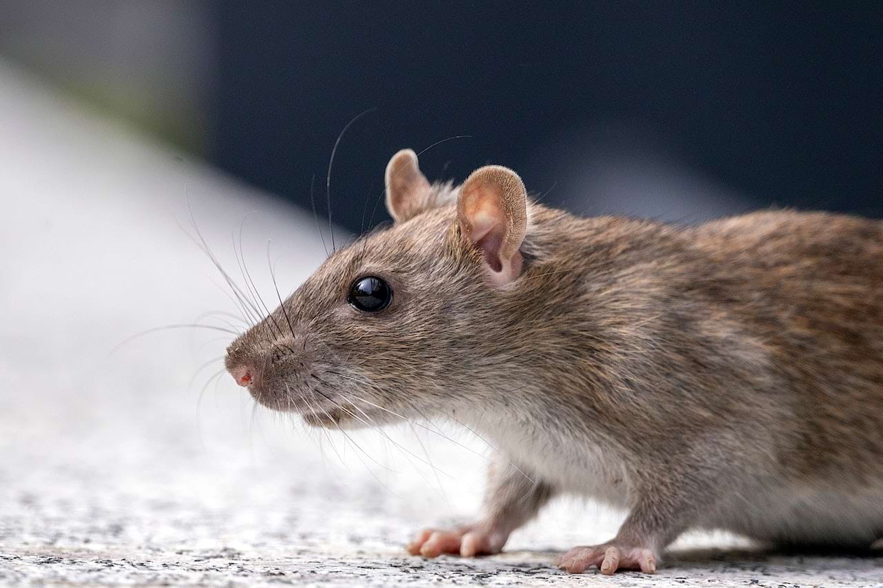 How to Humanely Prevent and Eliminate Rats in Your Home