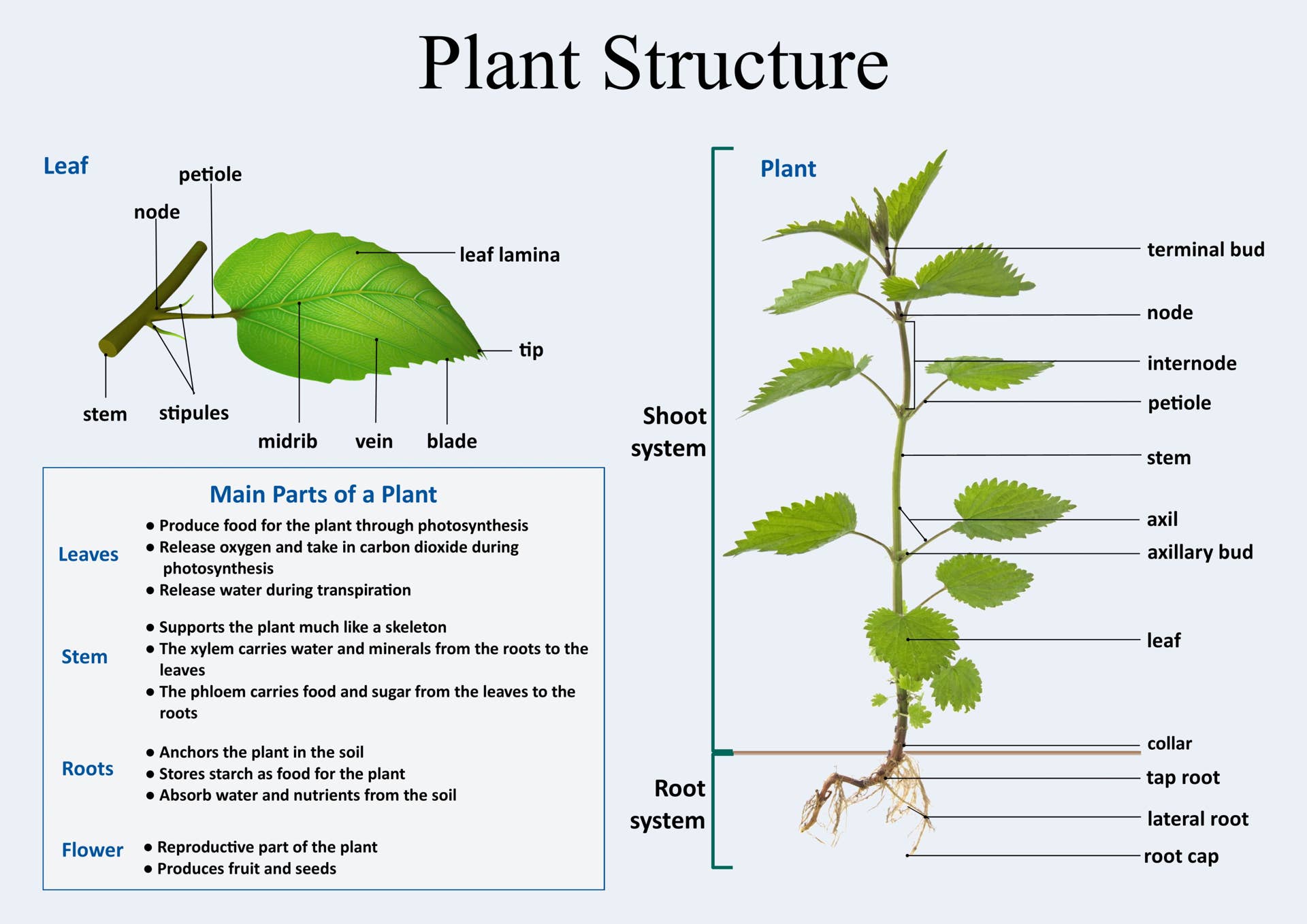 Basic Plant Structure And Function Plant Cell Structure| Structure Of