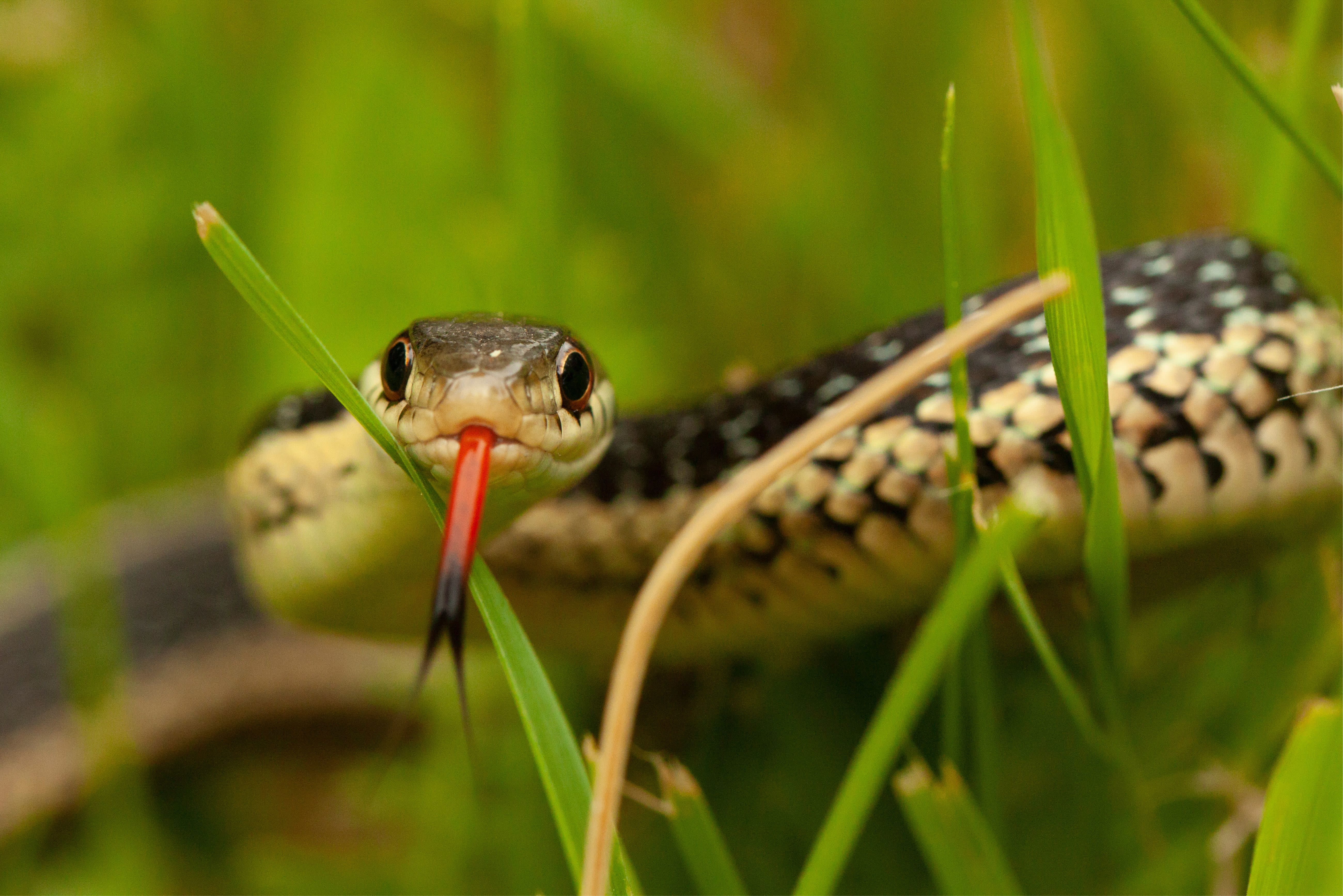 How to Attract Snakes to Your Garden