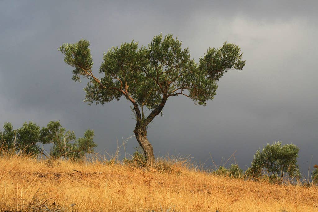 How to Care for Olive Trees Through the Seasons