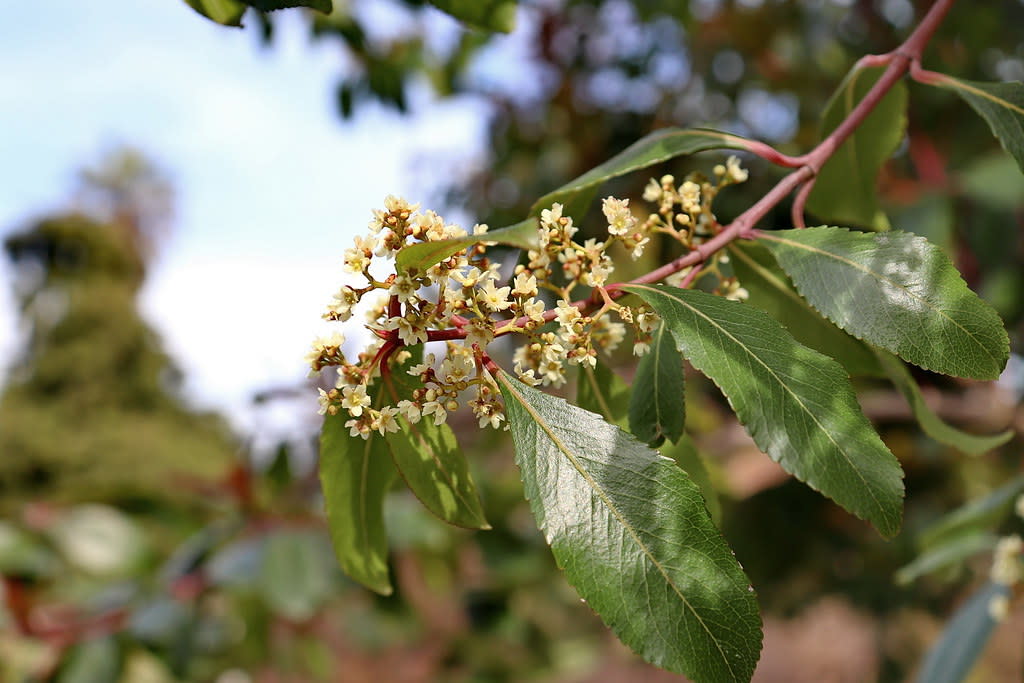 How to Grow Catha Edulis—Khat, Qat, Gat or Miraa