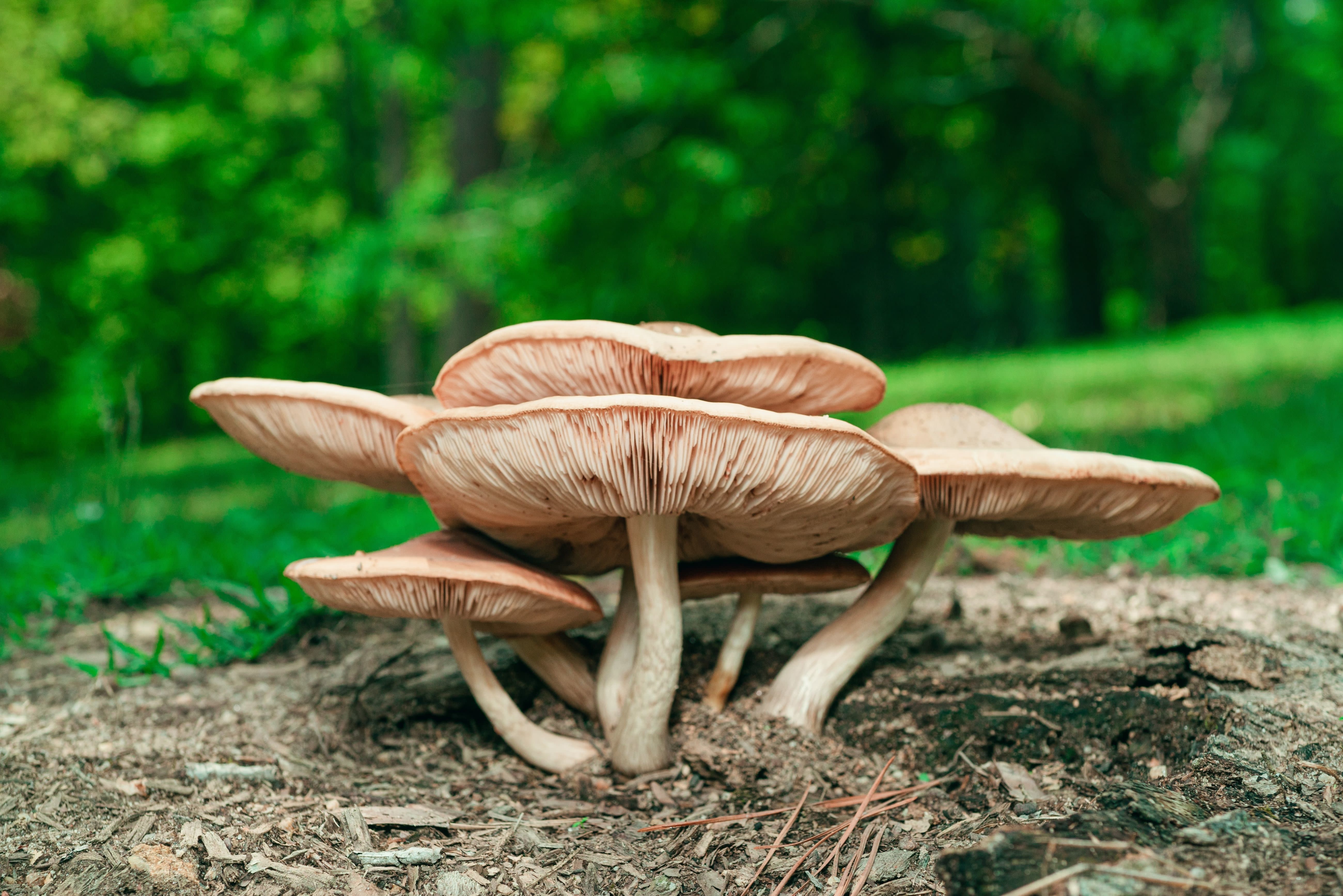 Mushrooms growing in yard store