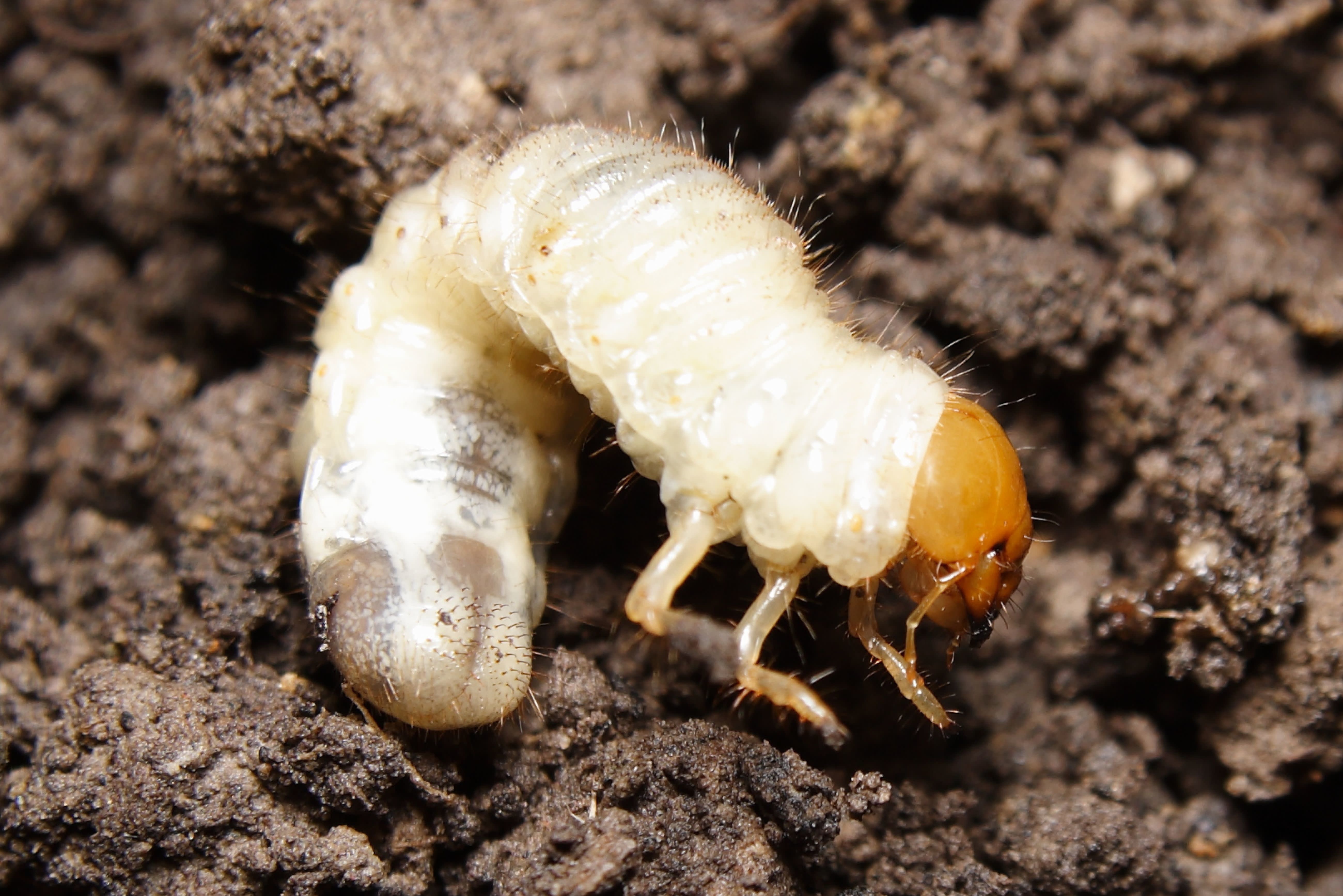 Lawn Grubs: How to Identify, Get Rid of, and Prevent Them