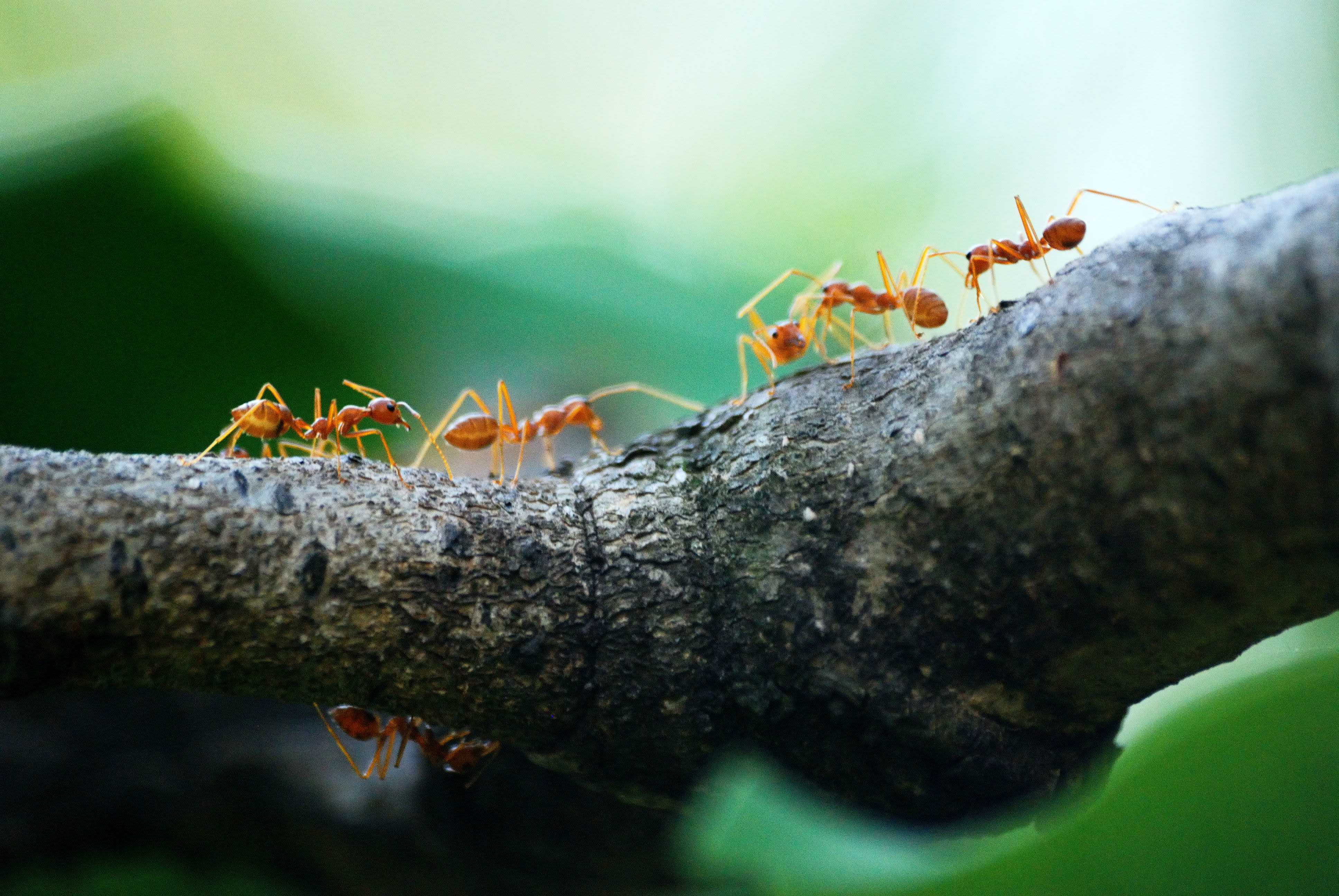 How to get rid of ants in garden without killing plants store