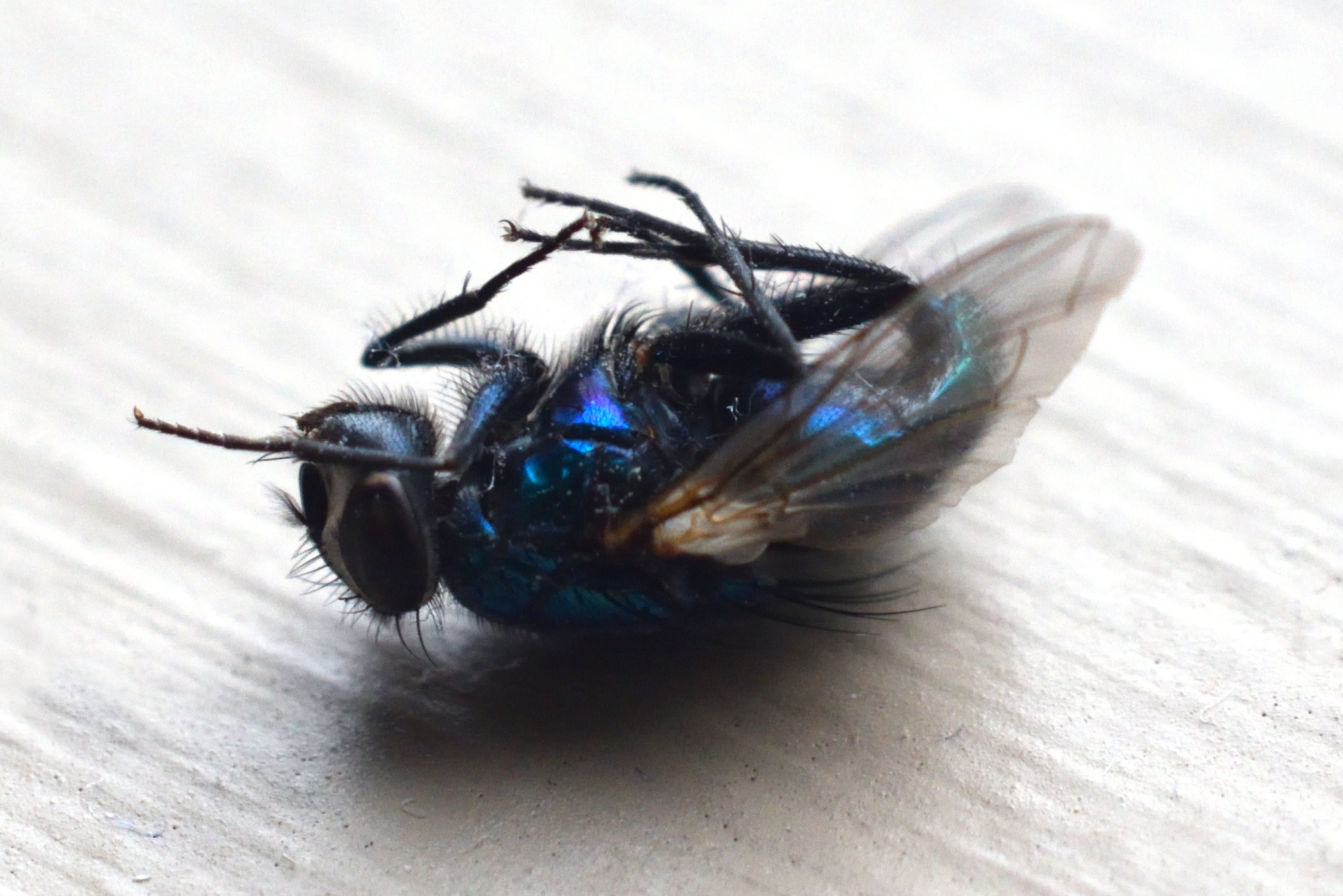 Blow fly trap bait store
