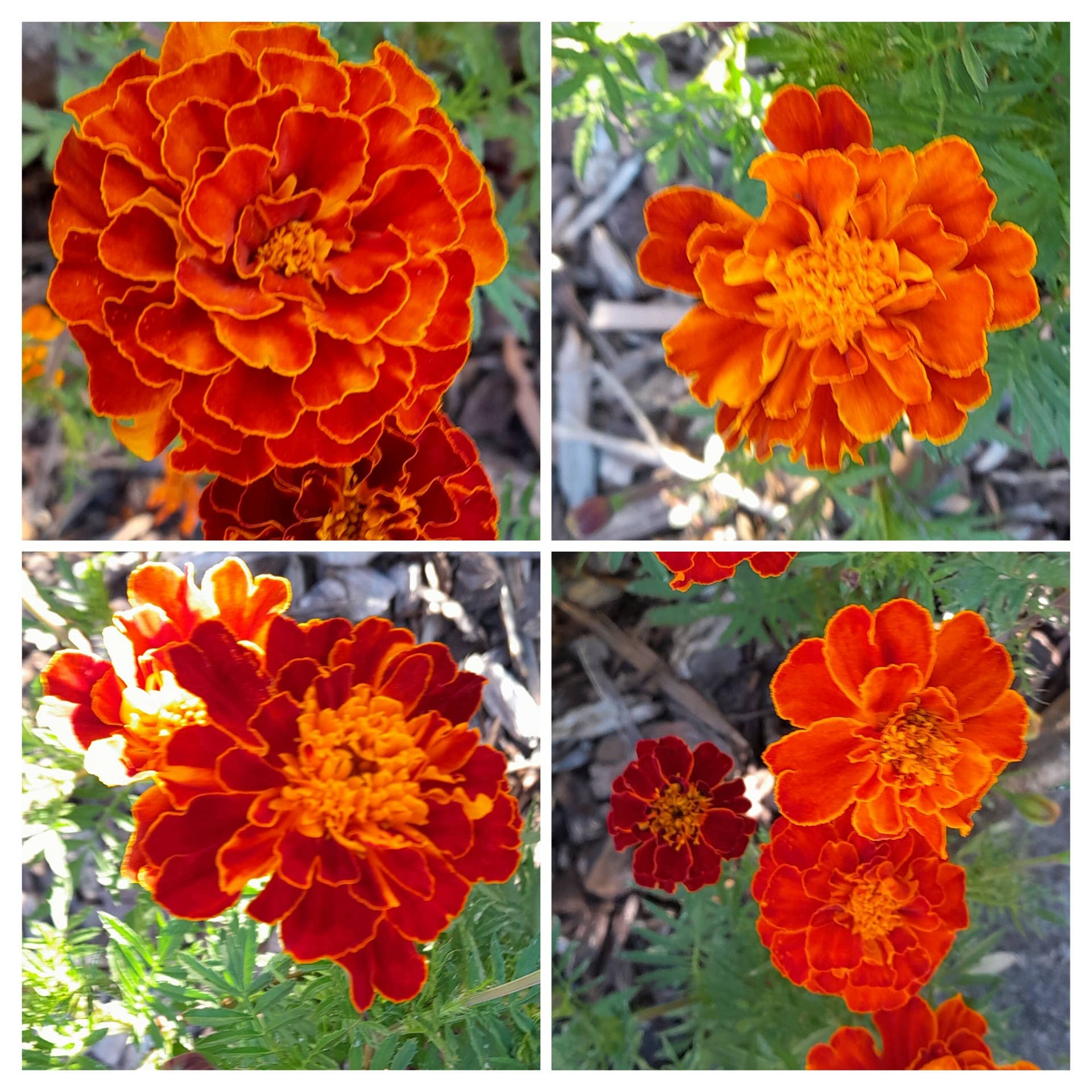 Mexican Marigold Benefits
