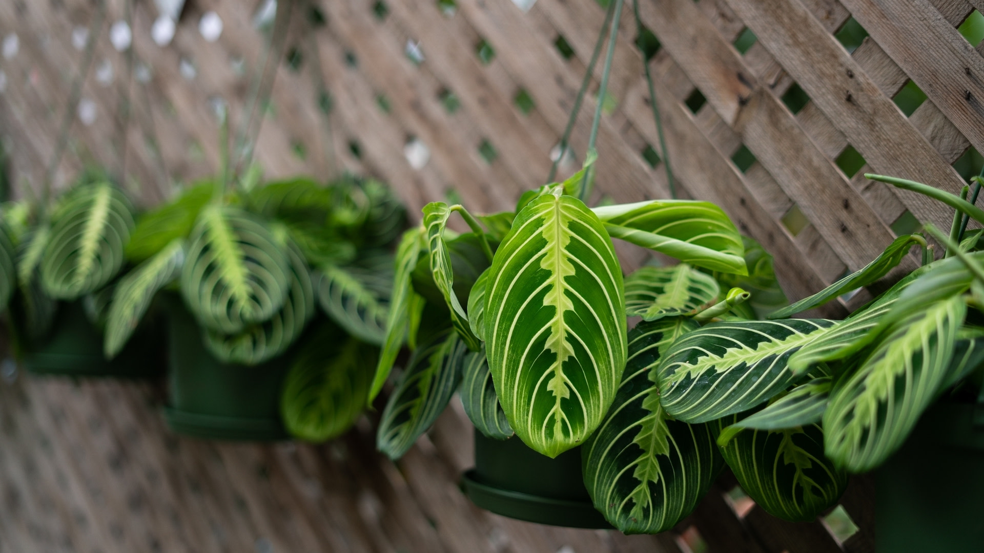 Make an Easy Plant Hanger With a Rope and Only One Knot