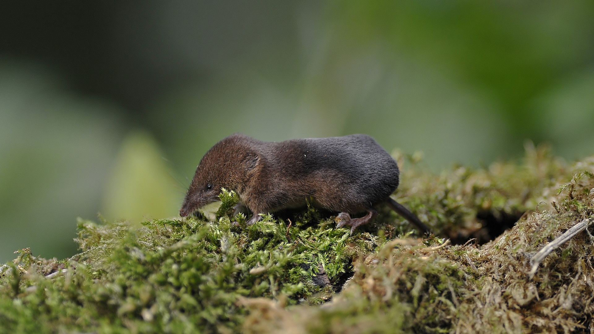 Shrews Are Good For Your Garden, Actually