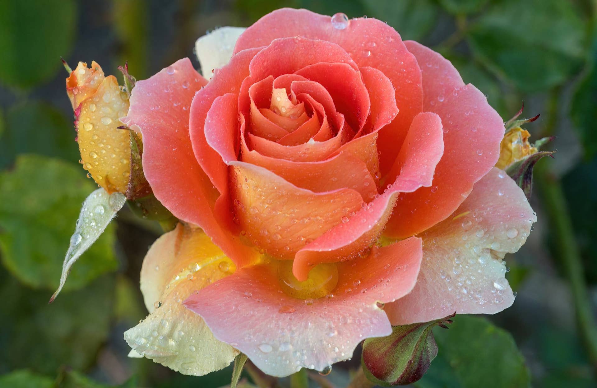 Pink And Yellow Orange Roses Peace Rose Live Plants (yellow With Soft