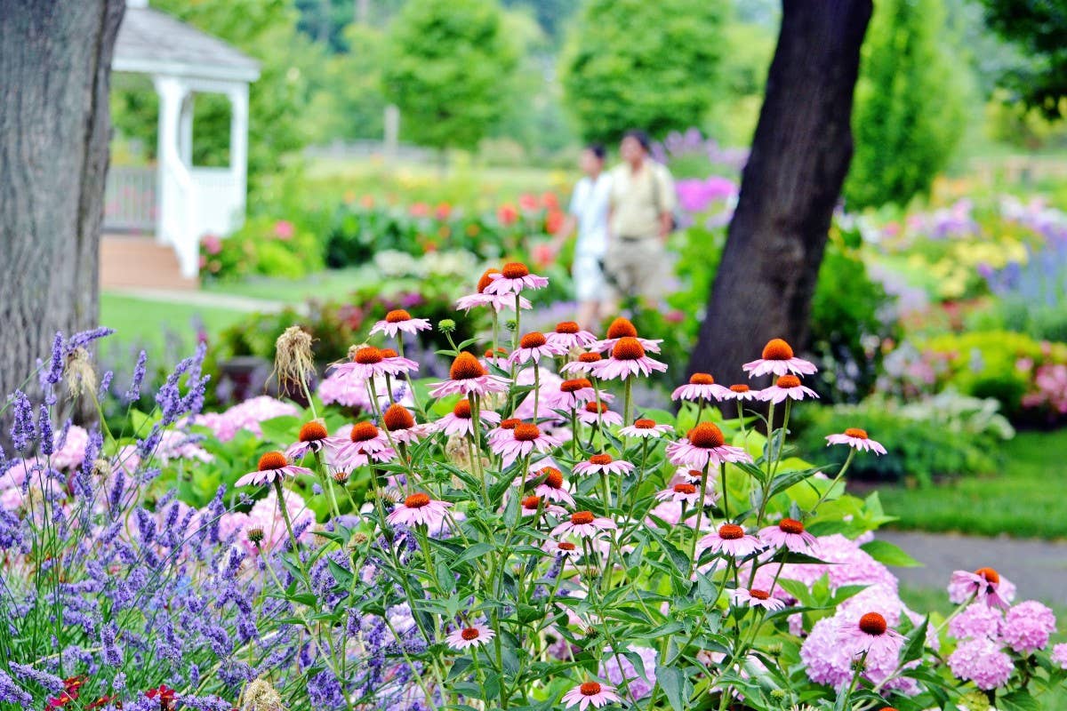 Maine Perennial Garden Design Flower Native Plant Landscape Design:
